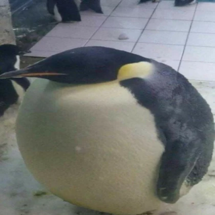 round penguin