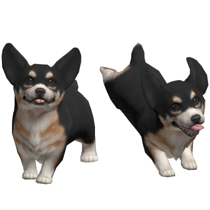 black tri corgi
