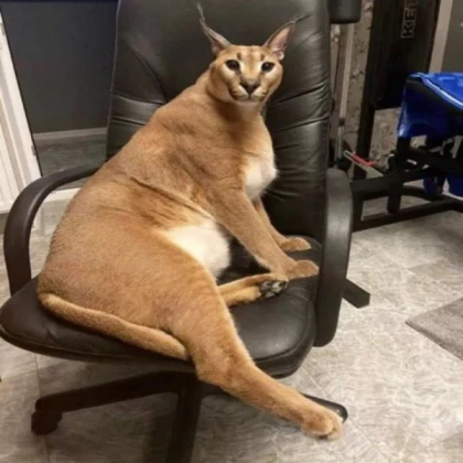 Big Floppa Sits in a Chair