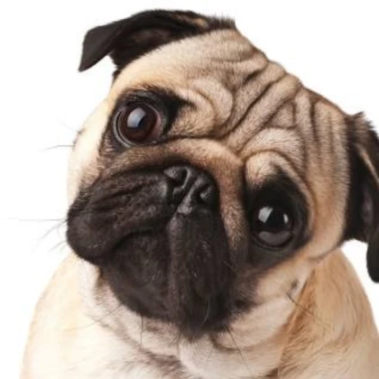 pug