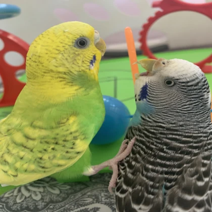 Lime & Blu