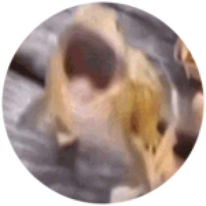 Muhahaha[Just 7 days!!] - Roblox