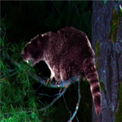 Beavcoon