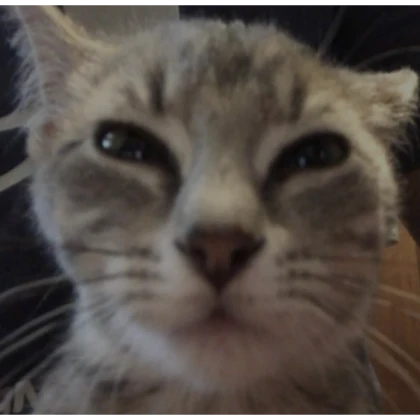 Confused cat store