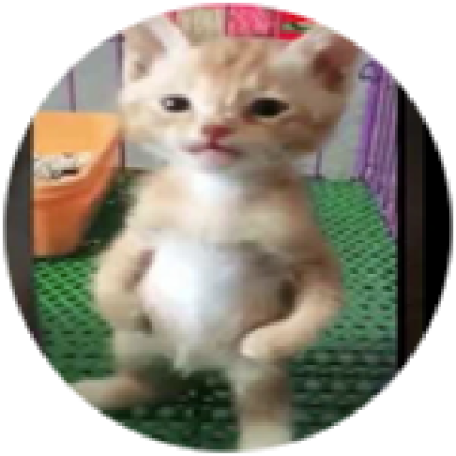 Michael cat store