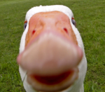 Silly Goose Game - Roblox