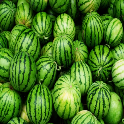 watermelons
