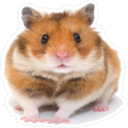 hamster