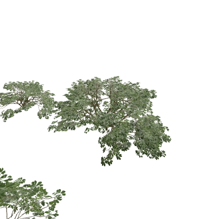 Asset Preview