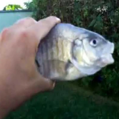 Killer fish from san diego