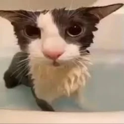 wet cat