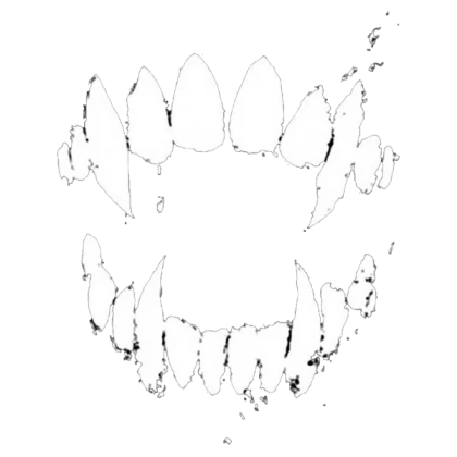 teeth