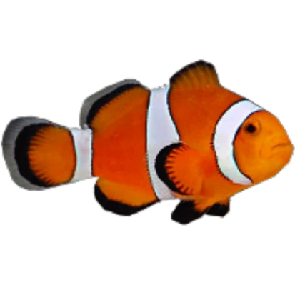 clownfish icon