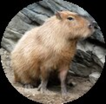 Capybara - Roblox