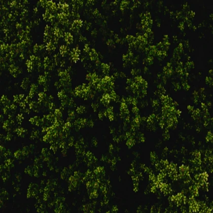 bush