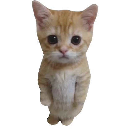 El Gato Cardboard Cutout | Roblox Item - Rolimon's