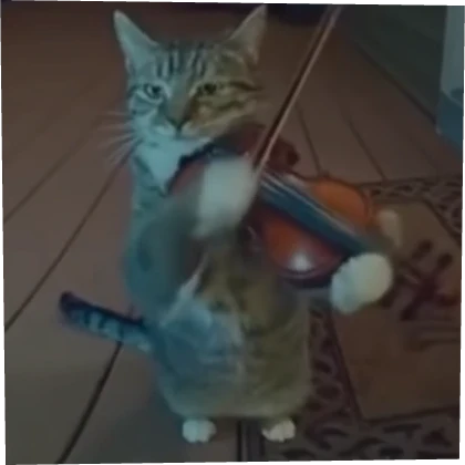 violin memr