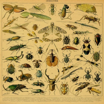 Bug Chart