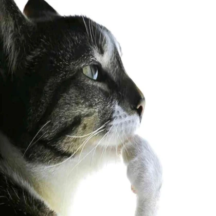 cat thinking