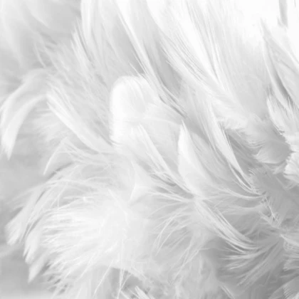 dove texture