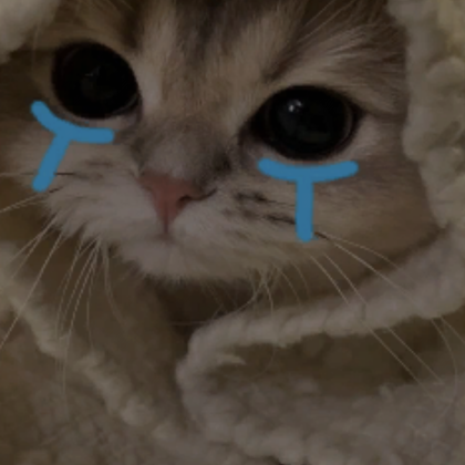 cute crying cat pfp
