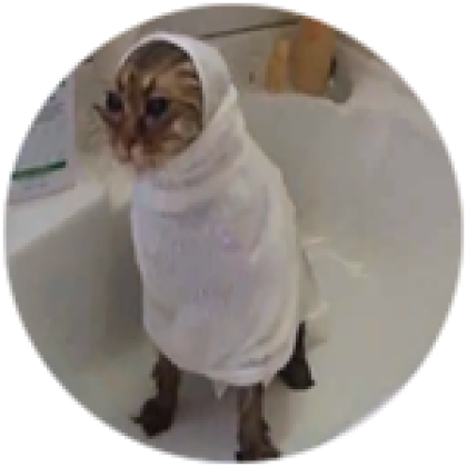 Gato - Roblox