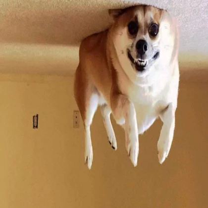Ceiling Dog