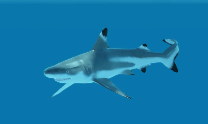 OCEANIC TESTING 2 (discontinué) - Roblox