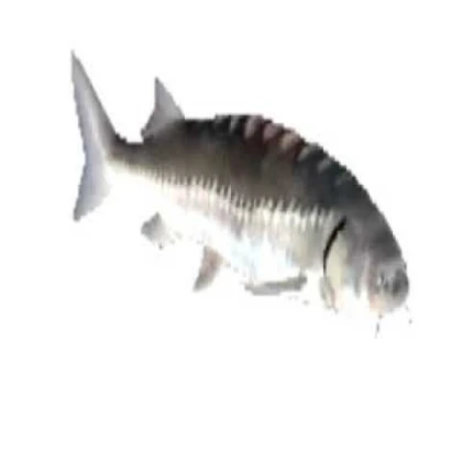 Spinning fish meme