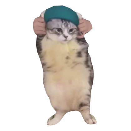 funny fat cat dancing