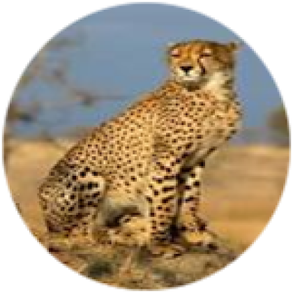 cheetah - Roblox