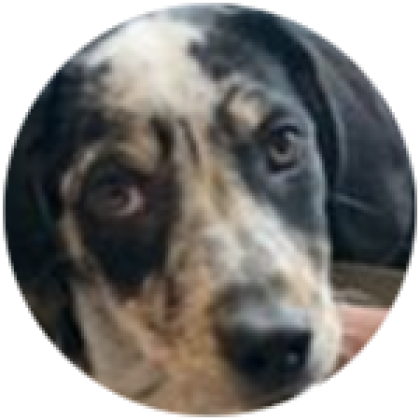 dog - Roblox