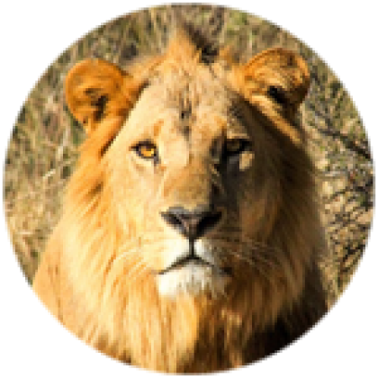 Lion - Roblox