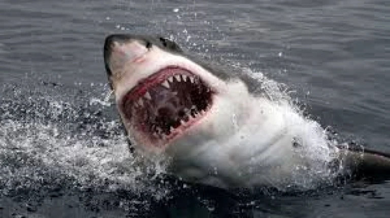 A Aventura de Mergulho: ATAQUE DE SHARK! - Roblox