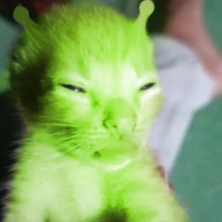 silly alien cat