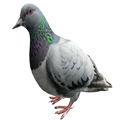 Pigeon Pet | Roblox Item - Rolimon's