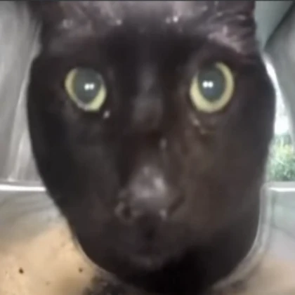 Mr. Void - hello street cat