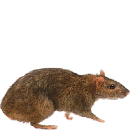 3D Maze Screensaver Rat