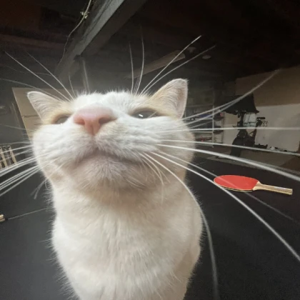 this cat is NOT silly...