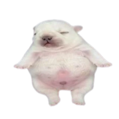 pibble