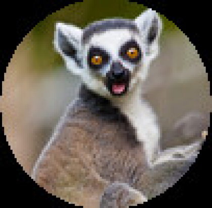 Lemur - Roblox