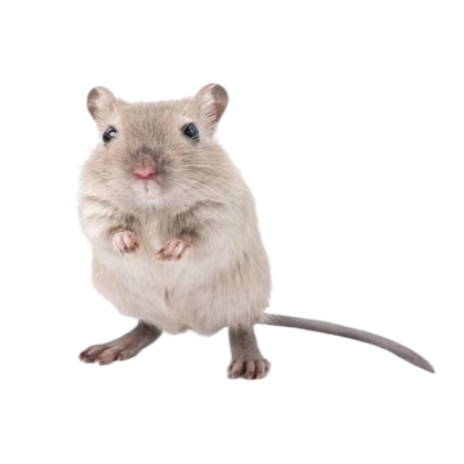 tan gerbil