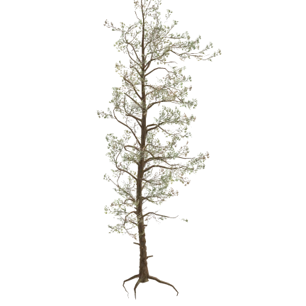 Asset Preview