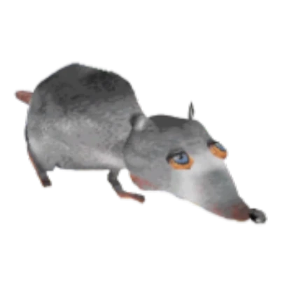 Rat