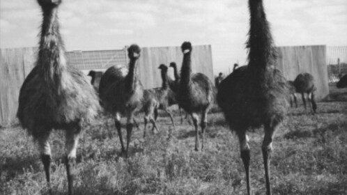 Perang Emu, 1932 - Roblox