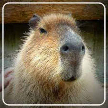 capybara decal