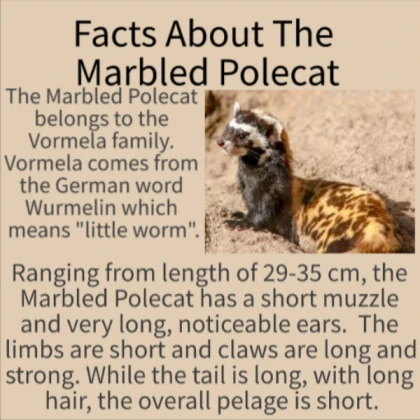 Marbled Polecat Fax