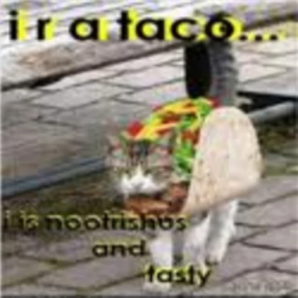 Taco Cat
