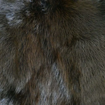 Beaver!