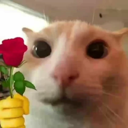 Cat holding a flower/rose 🌹🐱